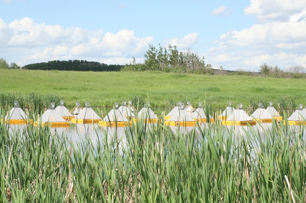 Limno Corral Emergence Trap | Curry Industries Ltd.